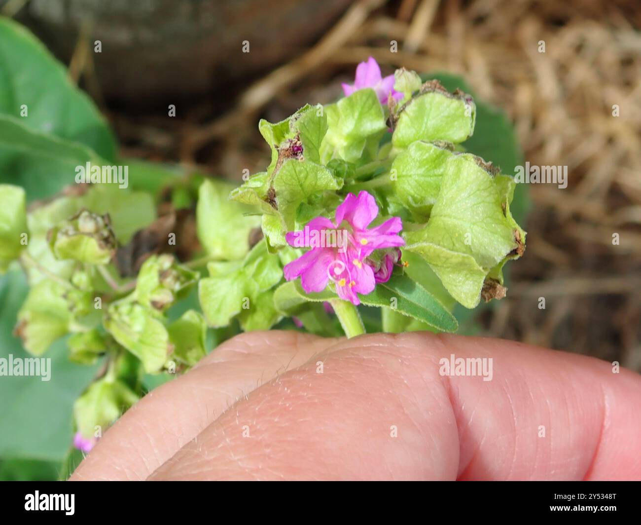 Wild Four o'Clock (Mirabilis nyctaginea) Plantae Stock Photo - Alamy