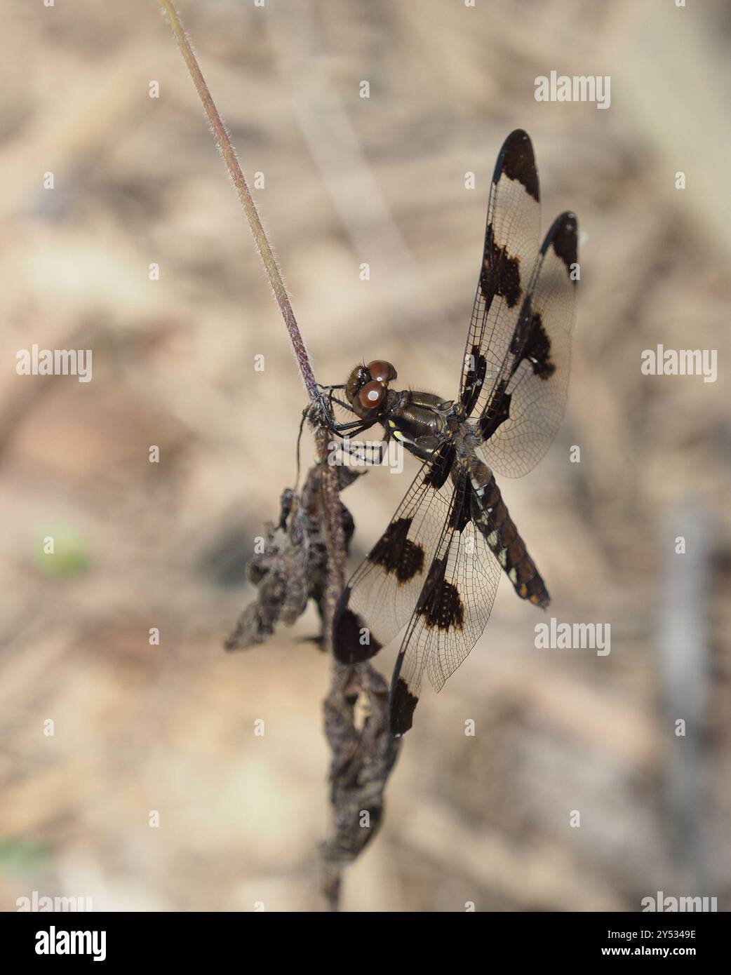 Common Whitetail (Plathemis lydia) Insecta Stock Photo - Alamy