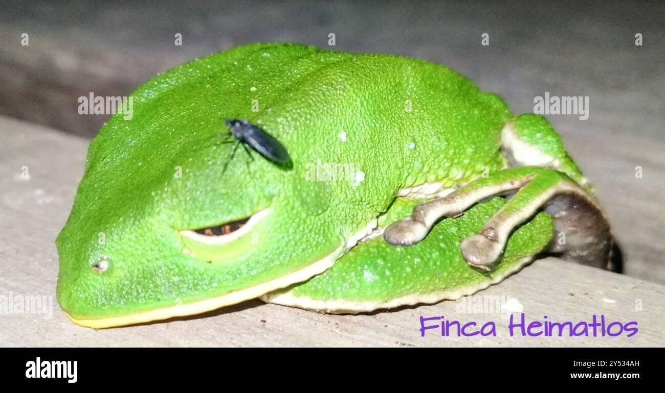Tarsier Leaf Frog (Phyllomedusa tarsius) Amphibia Stock Photo - Alamy