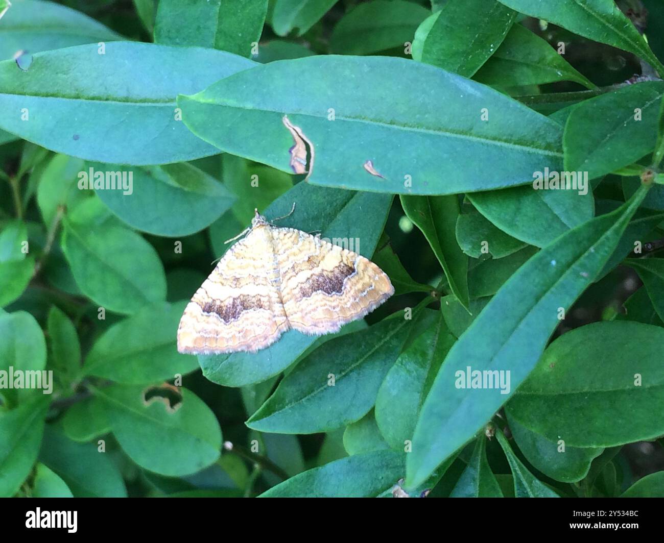 Yellow Shell Moth (Camptogramma bilineata) Insecta Stock Photo - Alamy