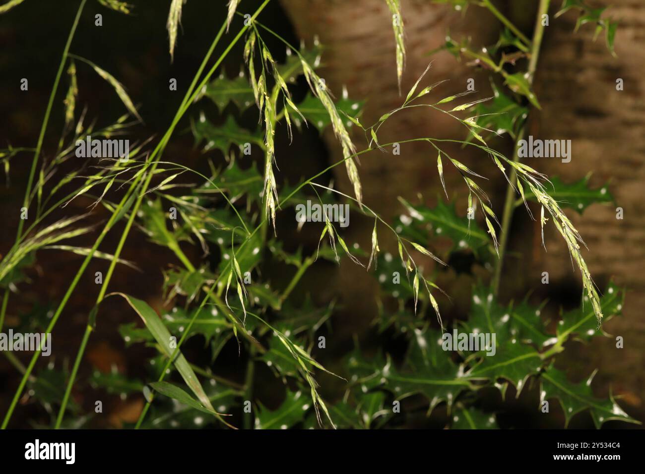 Giant Fescue (Lolium giganteum) Plantae Stock Photo - Alamy