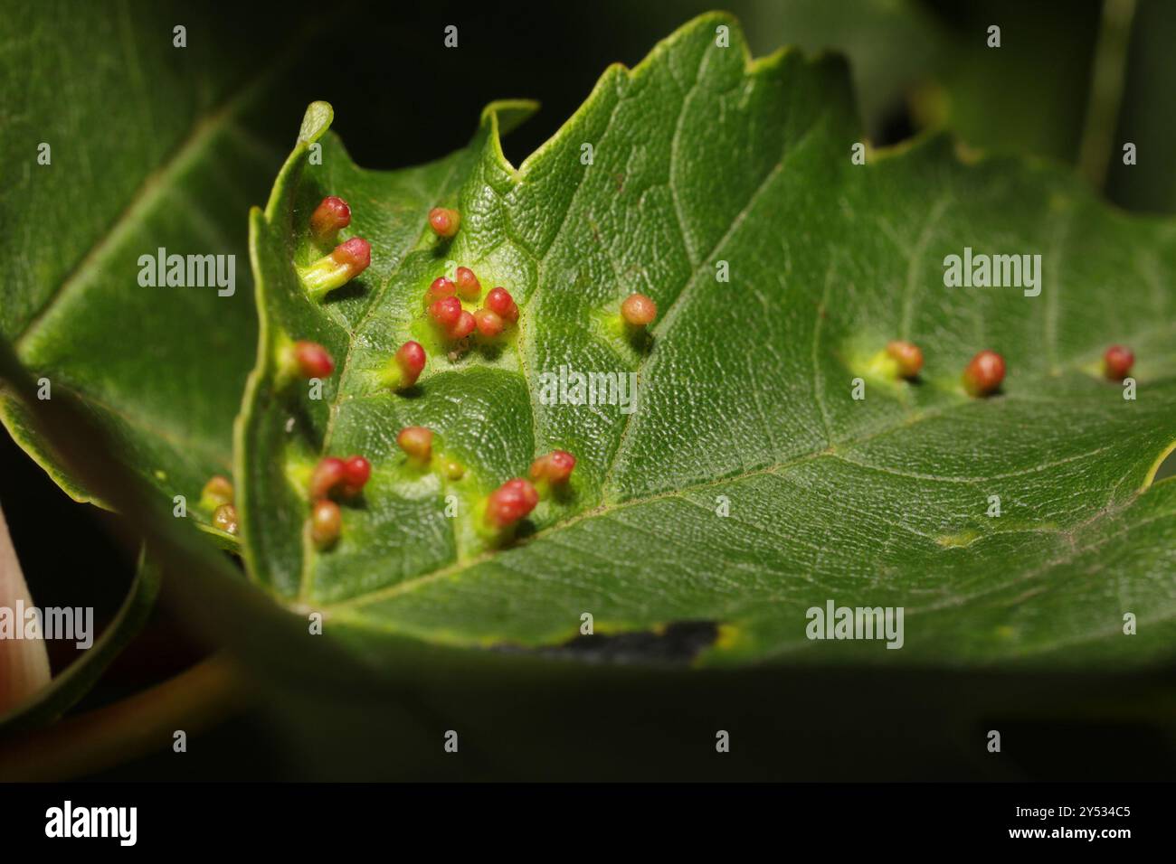 Maple gall mite (Aceria macrorhyncha) Arachnida Stock Photo - Alamy