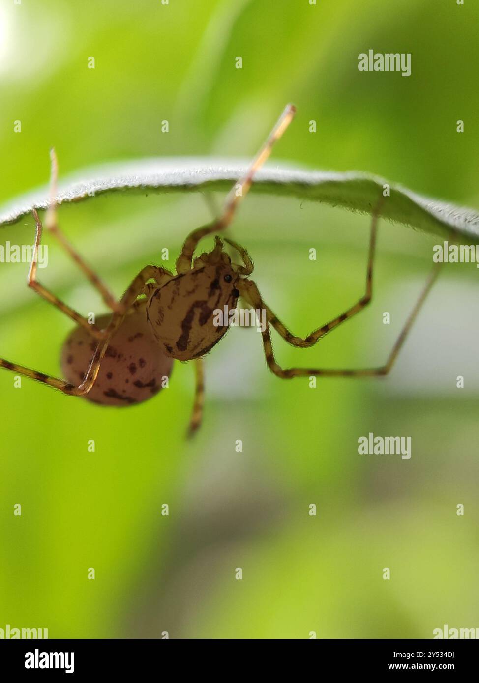 Common Spitting Spider (Scytodes thoracica) Arachnida Stock Photo - Alamy
