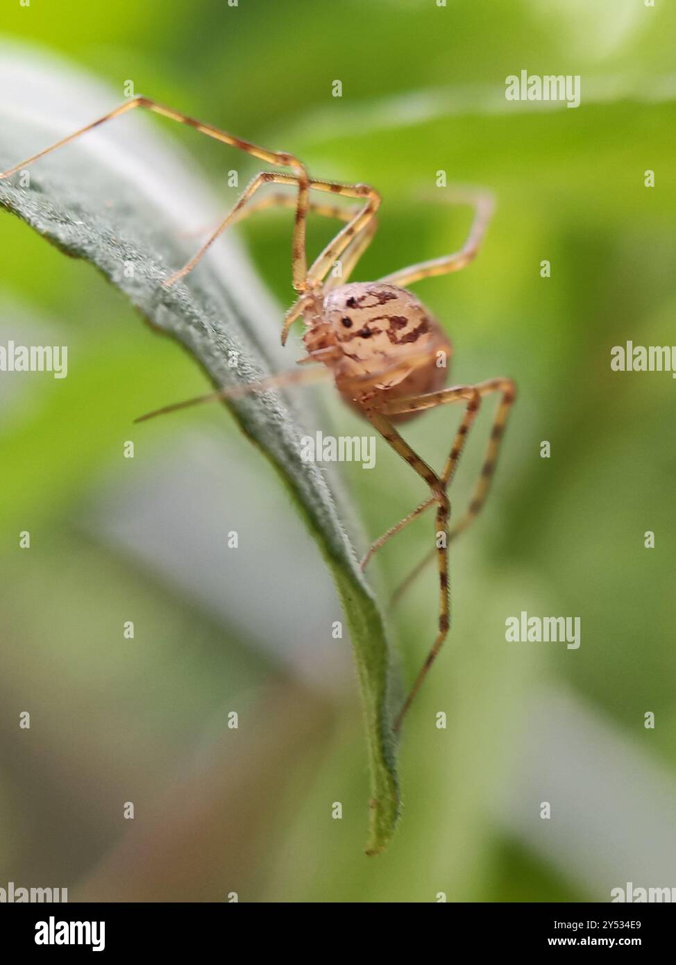 Common Spitting Spider (Scytodes thoracica) Arachnida Stock Photo - Alamy
