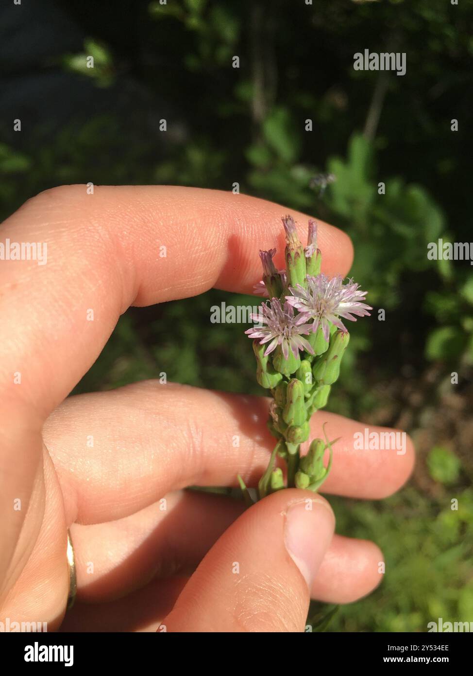 tall blue lettuce (Lactuca biennis) Plantae Stock Photo - Alamy