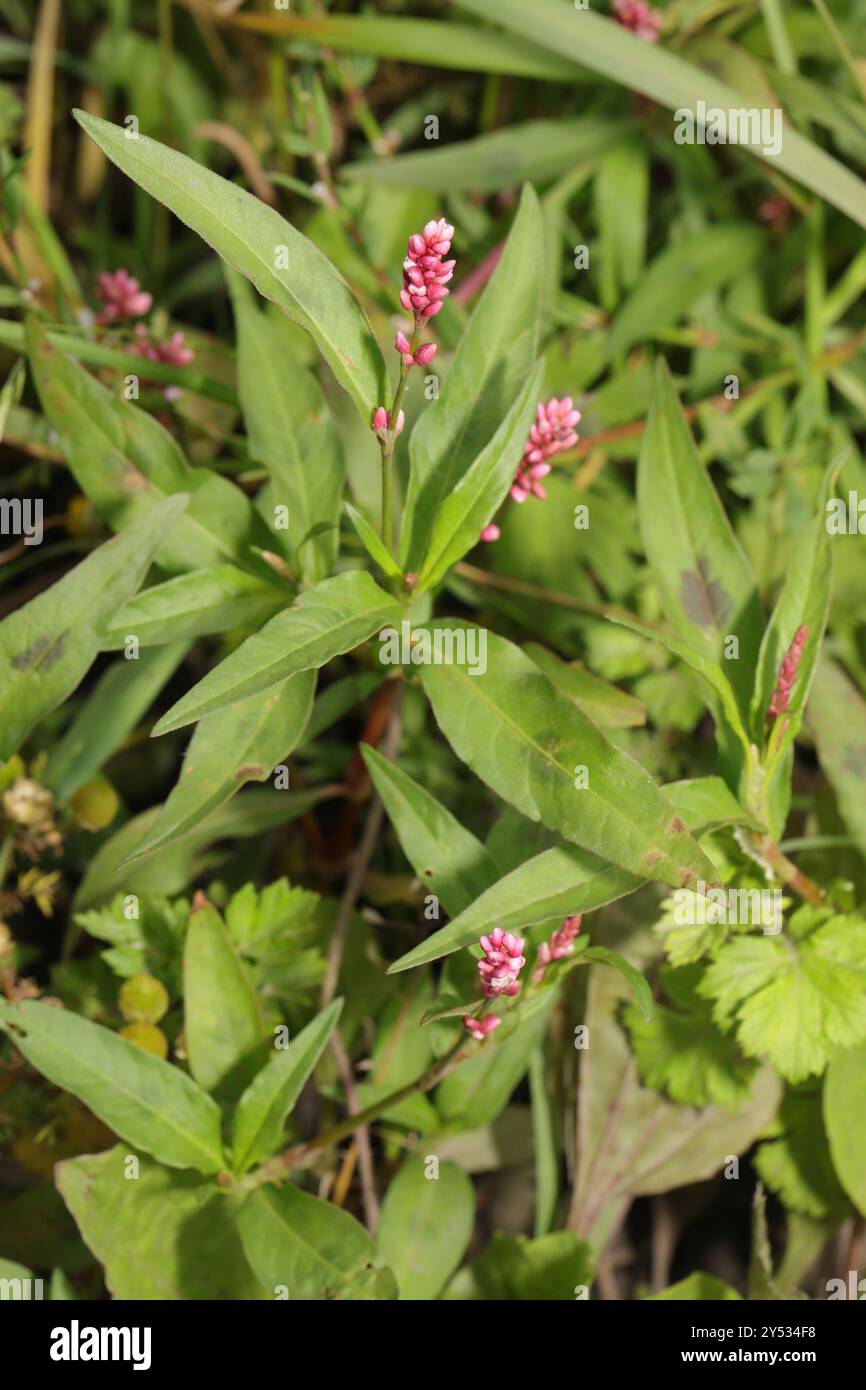 spotted lady's thumb (Persicaria maculosa) Plantae Stock Photo - Alamy