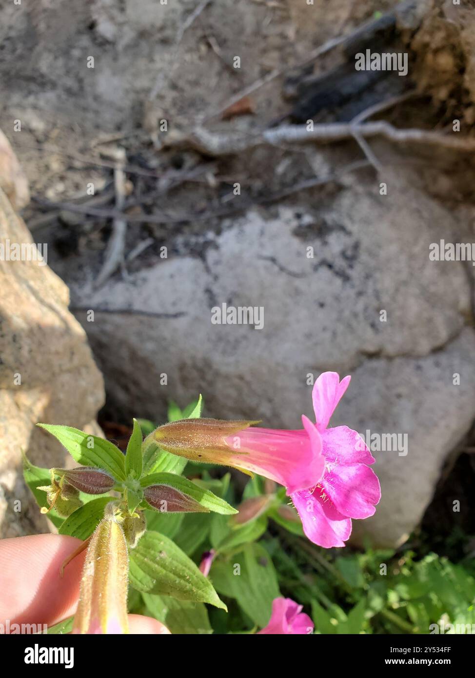 Lewis' monkeyflower (Erythranthe lewisii) Plantae Stock Photo - Alamy