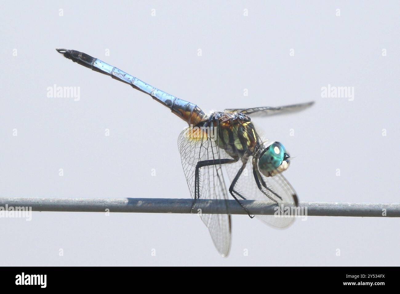 Blue Dasher (Pachydiplax longipennis) Insecta Stock Photo - Alamy
