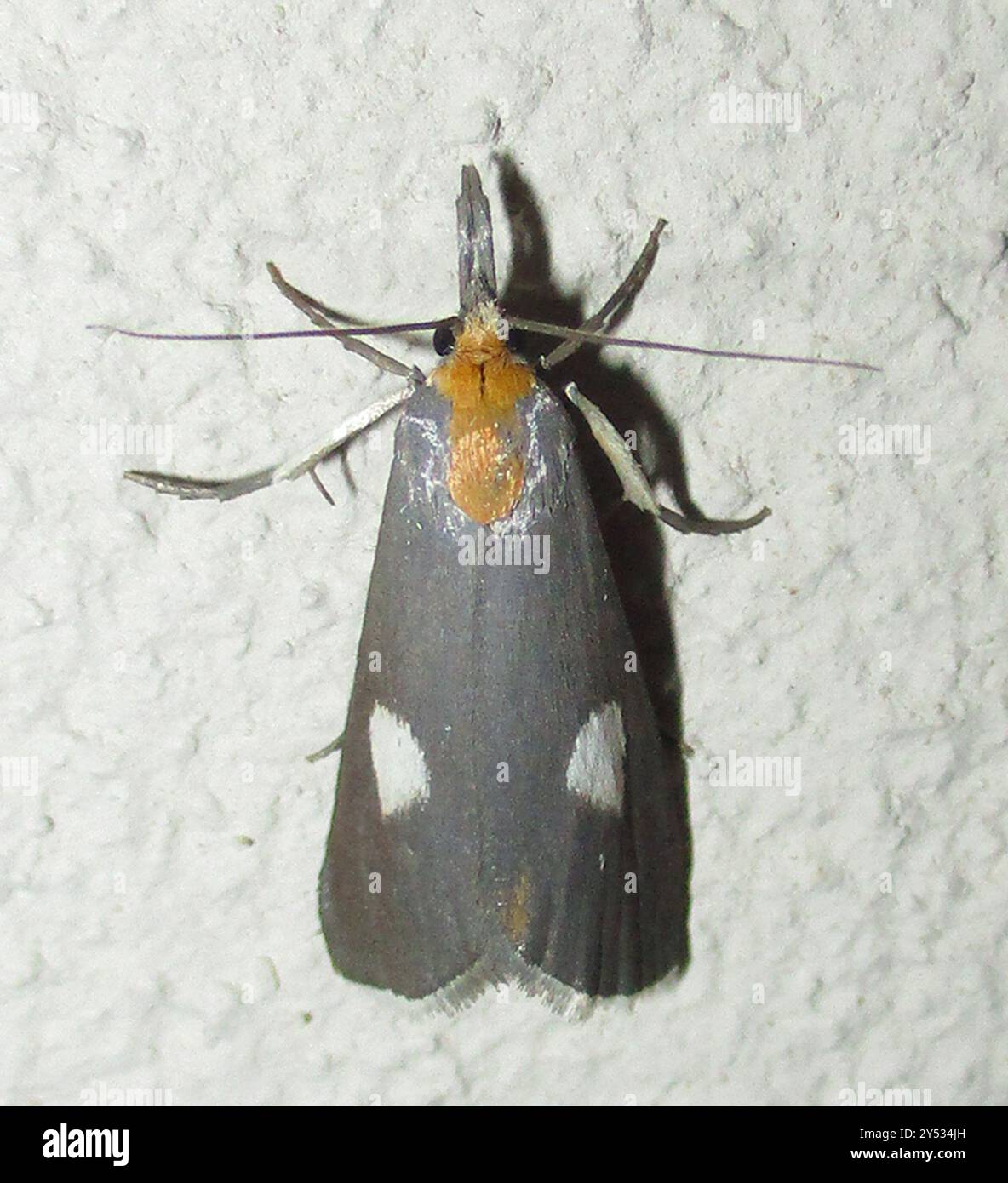 (Episindris albimaculalis) Insecta Stock Photo - Alamy