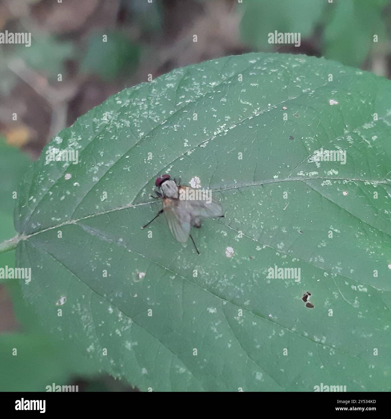 Muscoid Flies (Muscoidea) Insecta Stock Photo - Alamy