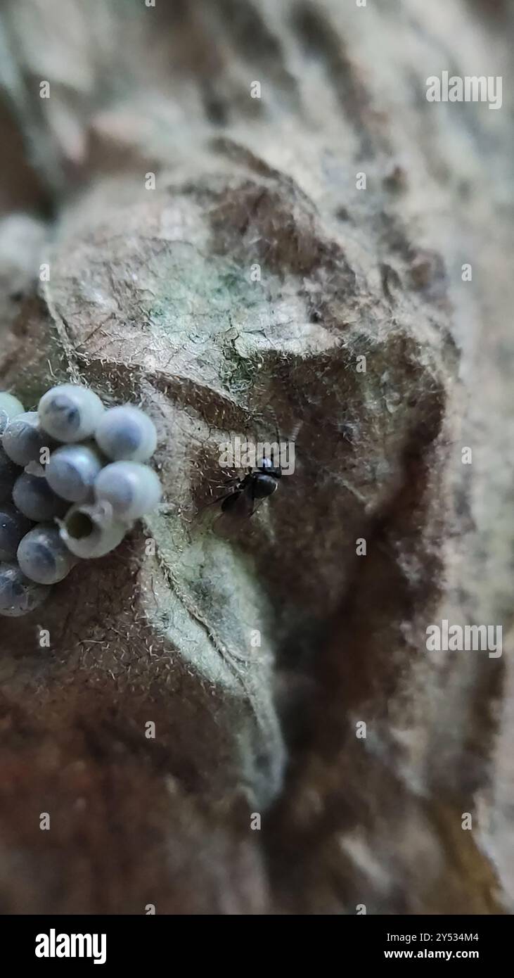 Bees and Apoid Wasps (Apoidea) Insecta Stock Photo - Alamy