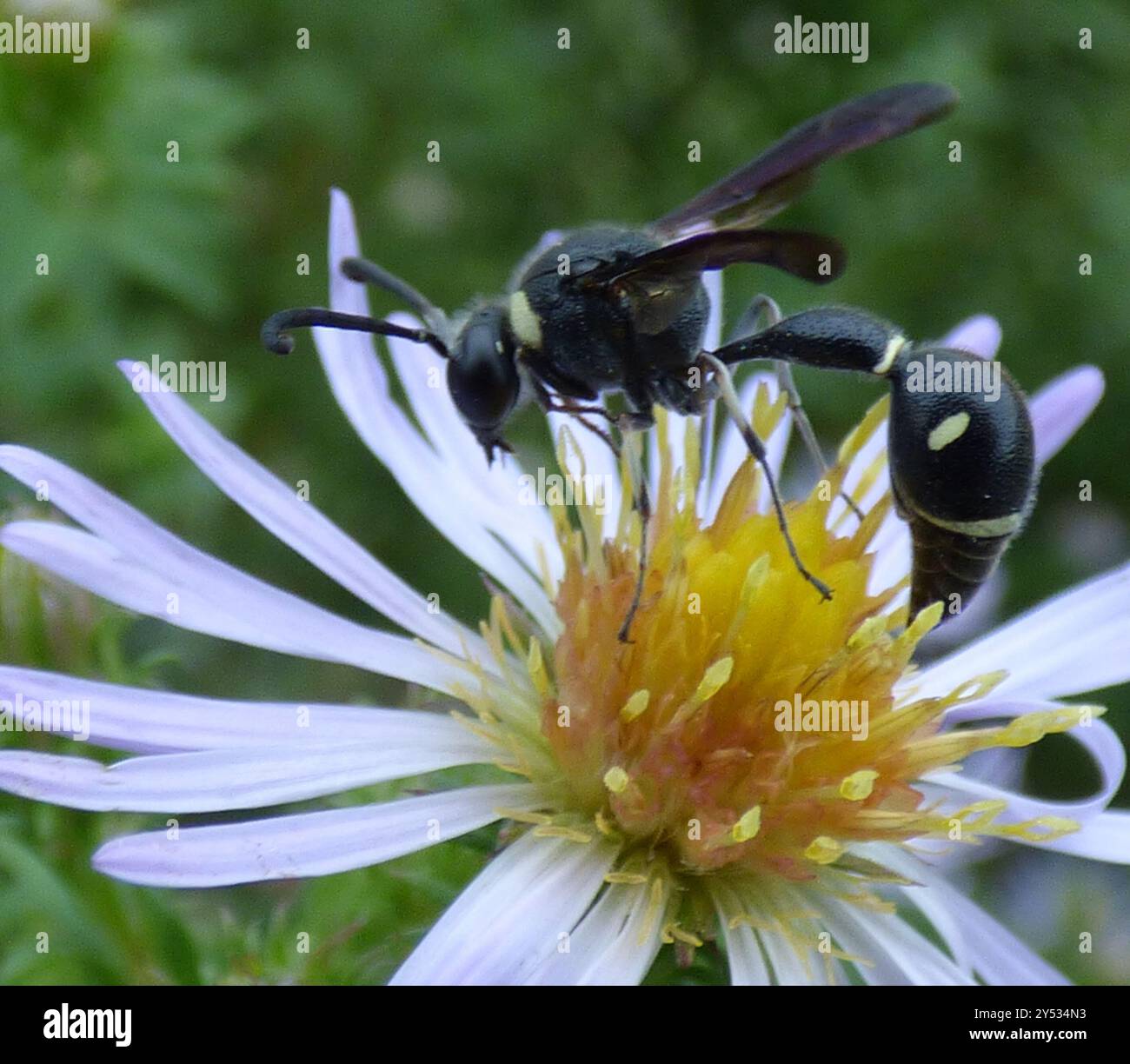 Fraternal Potter Wasp (Eumenes fraternus) Insecta Stock Photo - Alamy