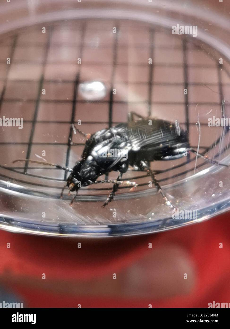 Abax parallelepipedus hi-res stock photography and images - Alamy