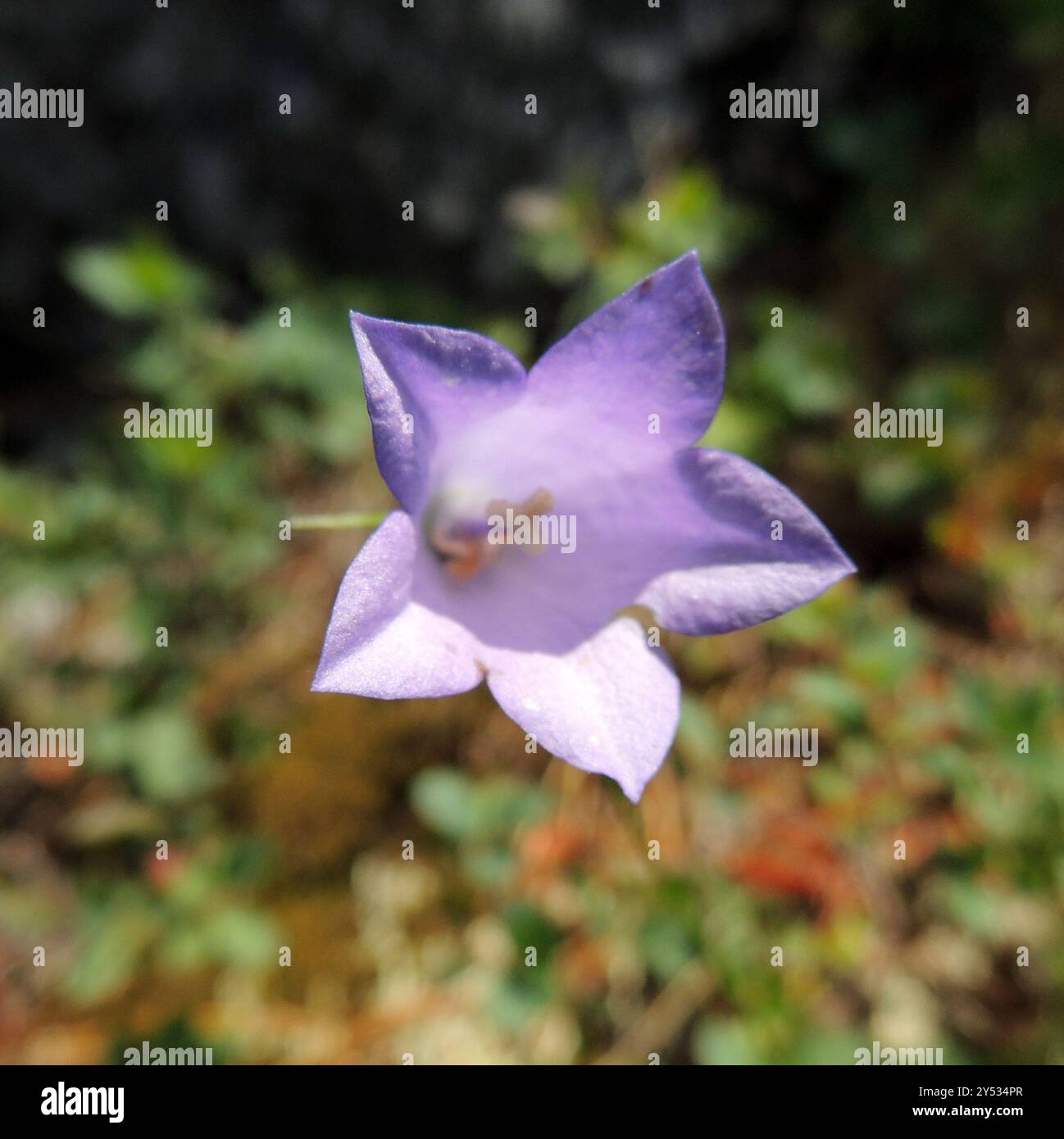 Common Harebell (Campanula rotundifolia) Plantae Stock Photo - Alamy