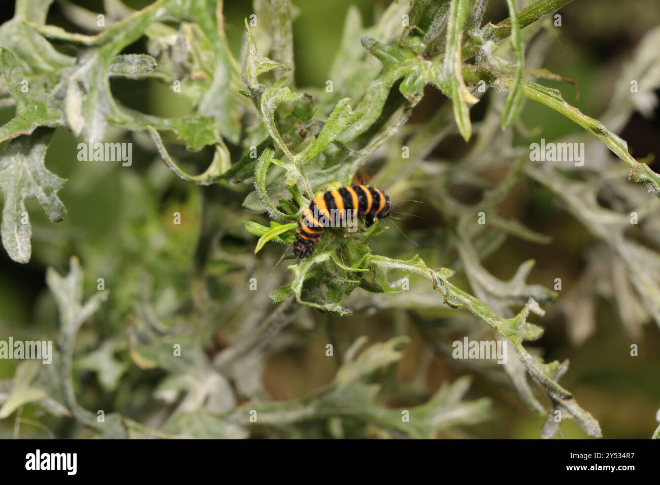 Cinnabar moth (Tyria jacobaeae) Insecta Stock Photo - Alamy