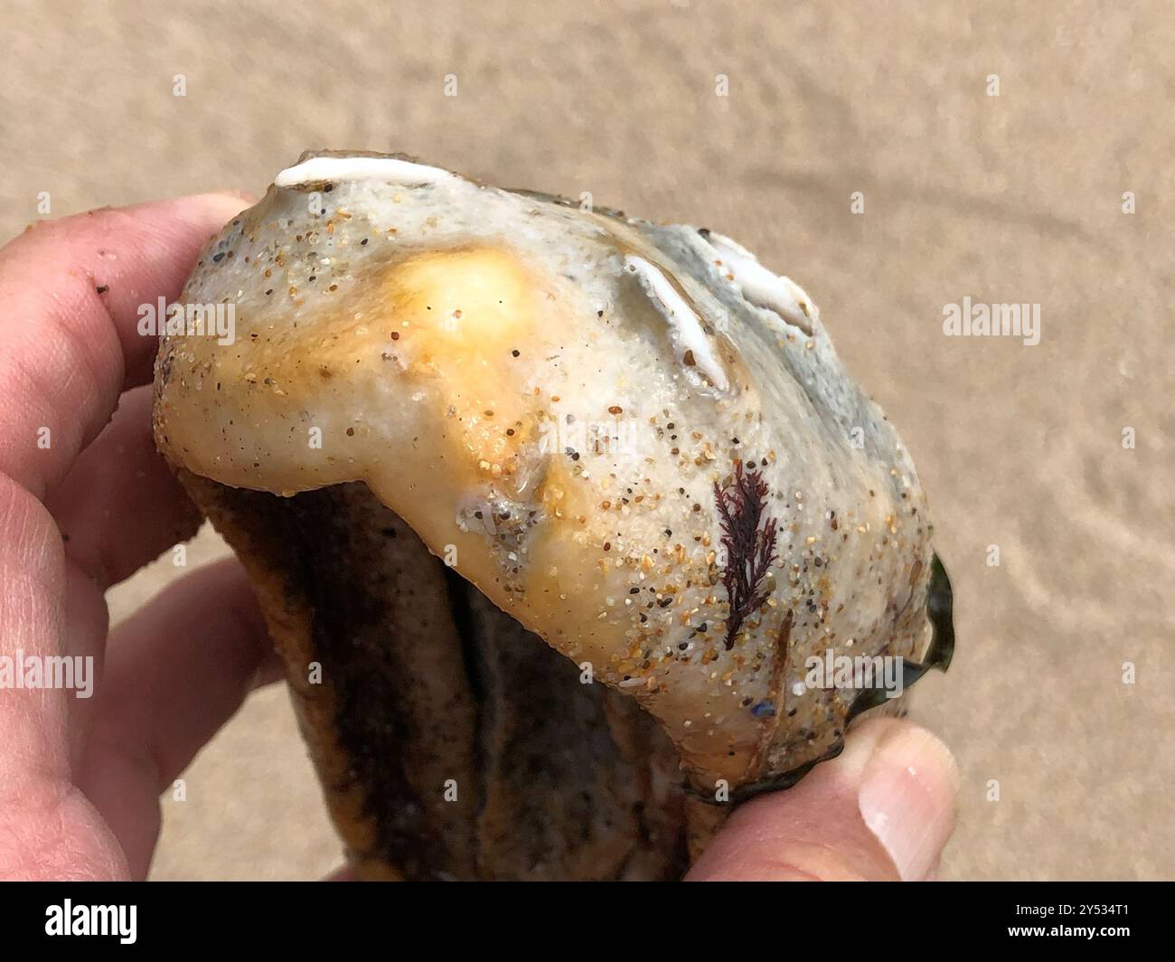Gumboot Chiton (Cryptochiton stelleri) Mollusca Stock Photo - Alamy