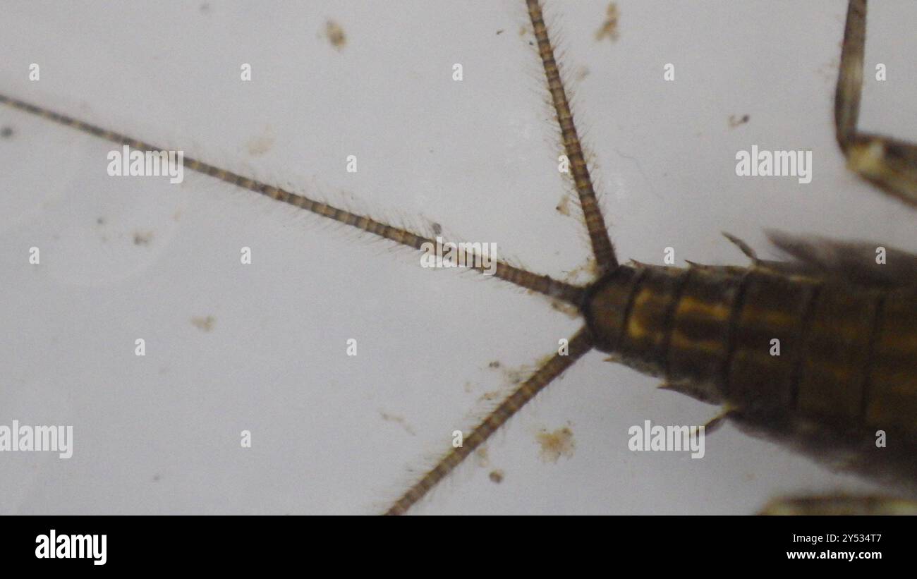 Orange Cahill (Stenacron interpunctatum) Insecta Stock Photo - Alamy