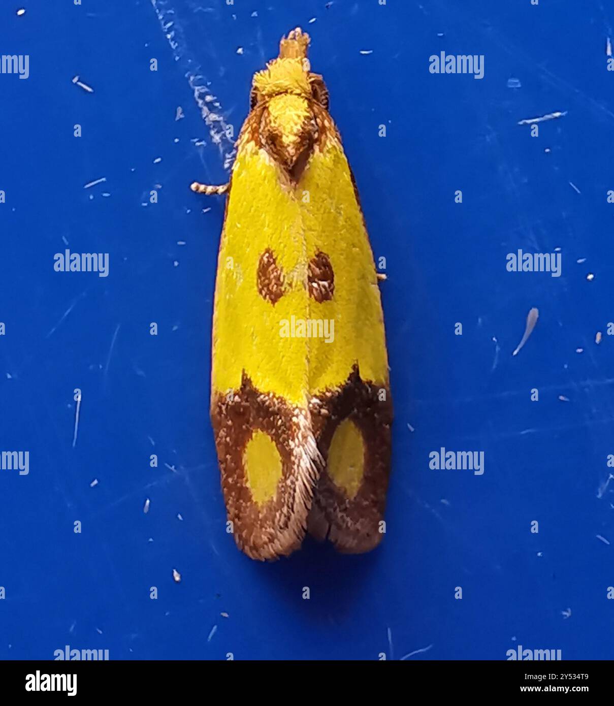 Knapweed Root Moth (Agapeta zoegana) Insecta Stock Photo - Alamy