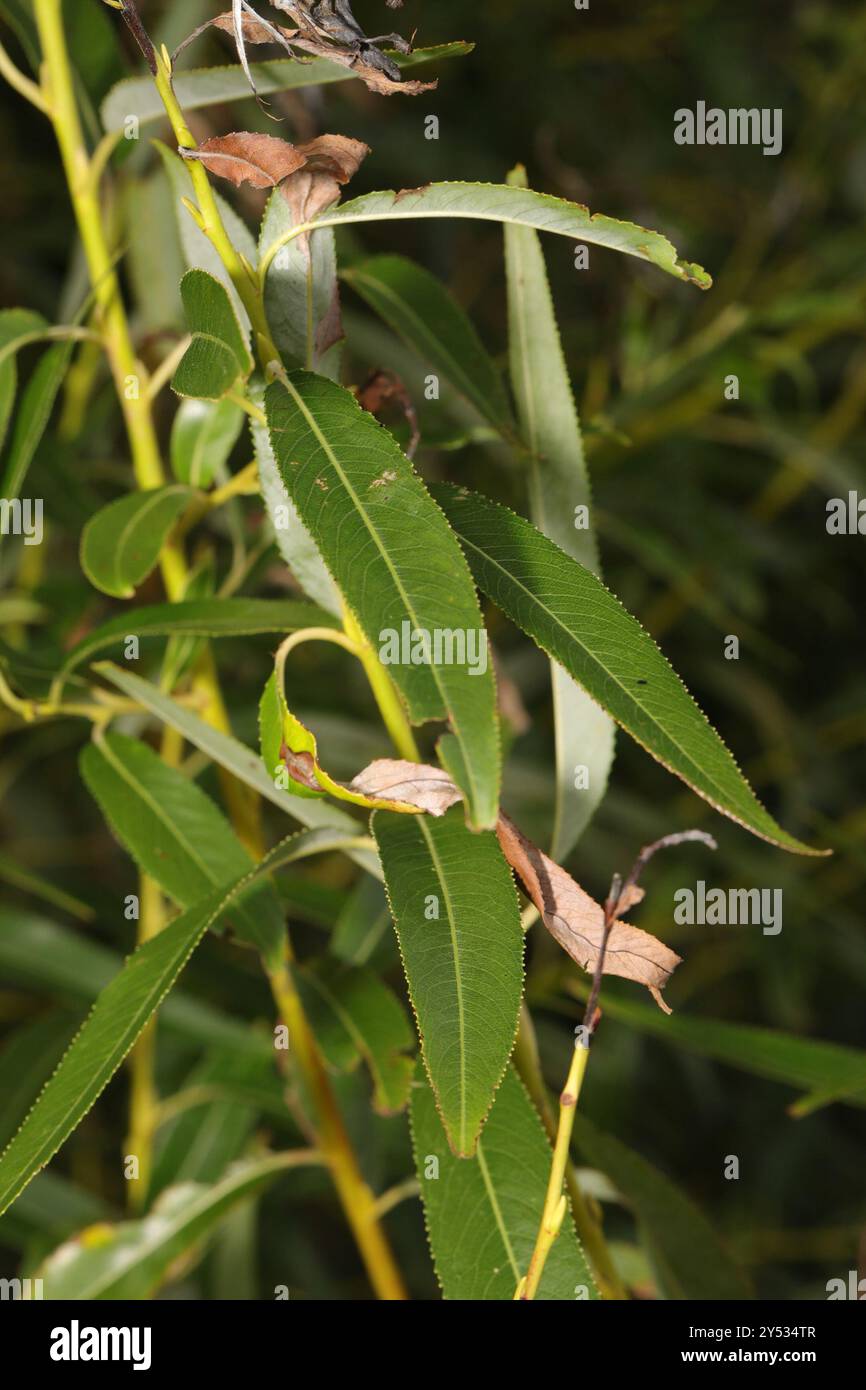 hybrid crack willow (Salix × fragilis) Plantae Stock Photo - Alamy
