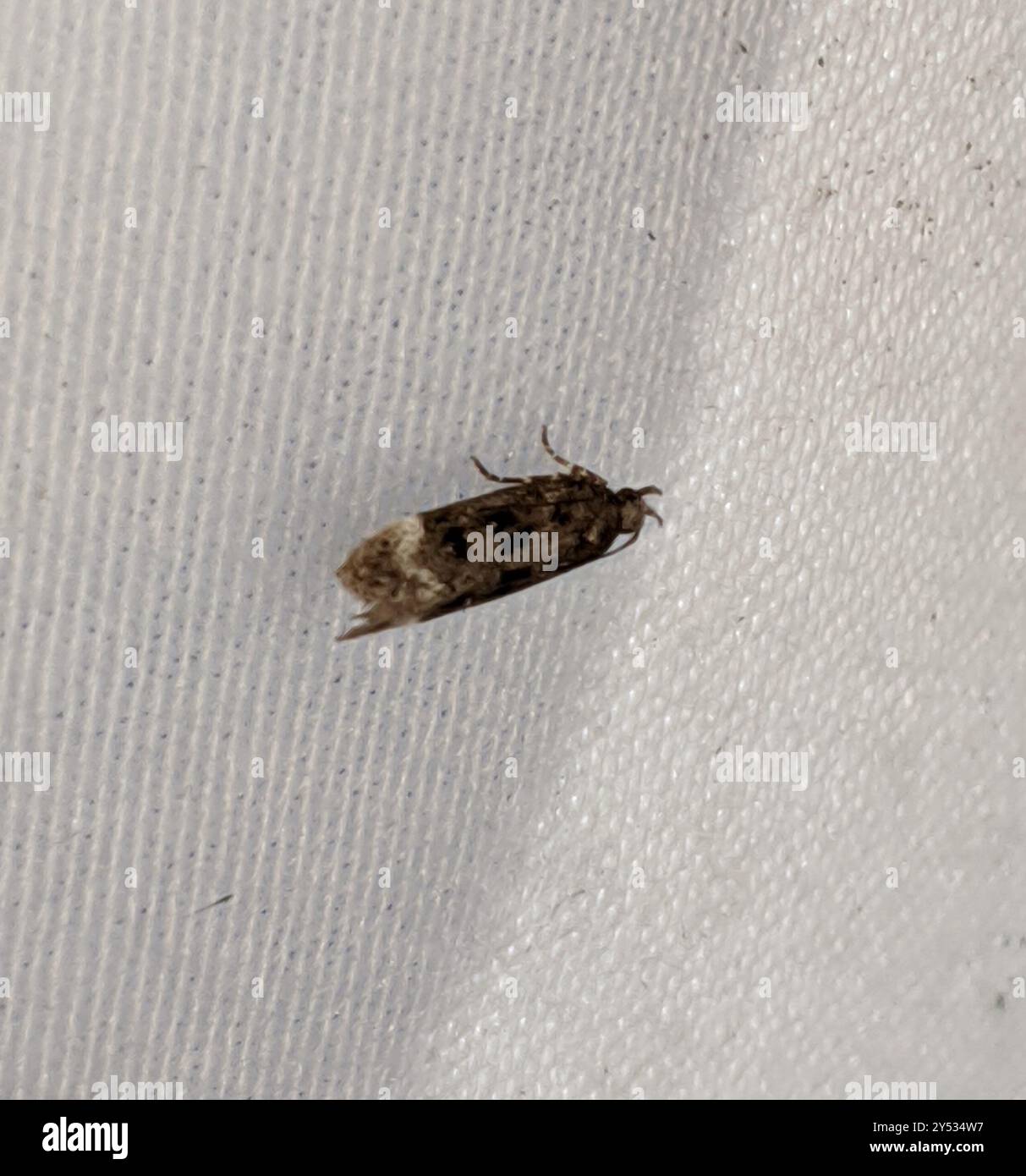 Curved-horn Moths (Gelechioidea) Insecta Stock Photo - Alamy