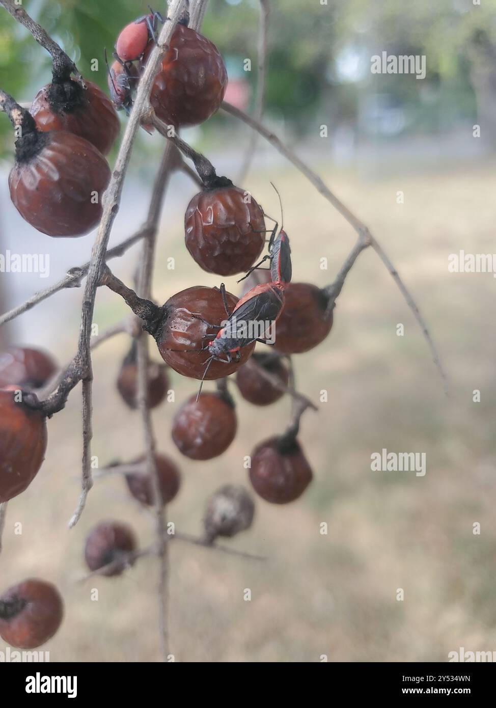 Red-shouldered Bug (Jadera haematoloma) Insecta Stock Photo - Alamy