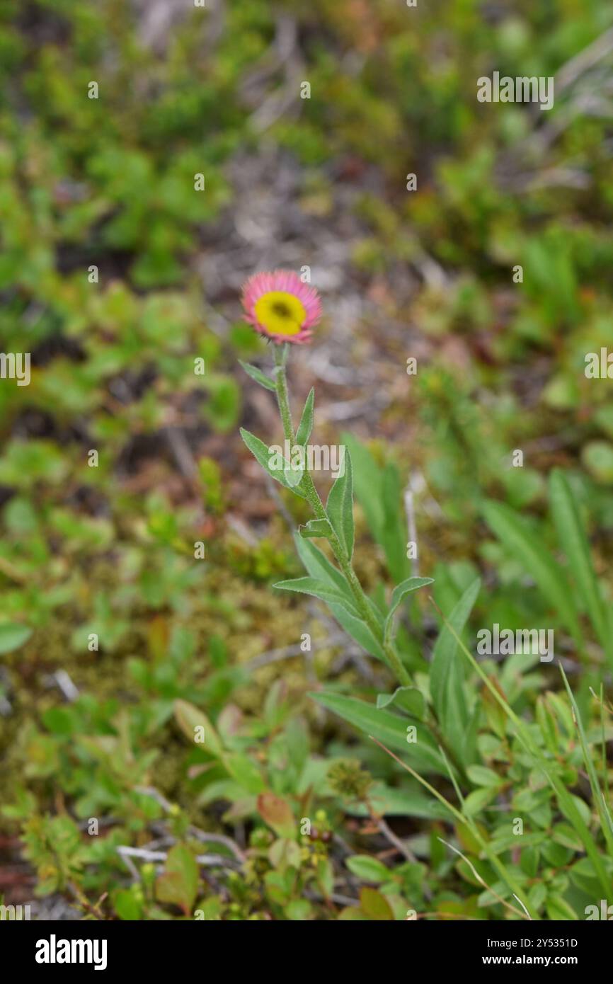 Subalpine Fleabane (Erigeron glacialis) Plantae Stock Photo - Alamy