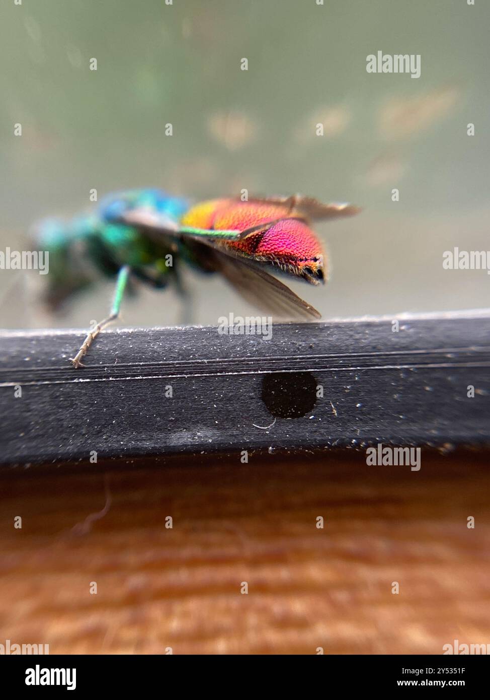 Ruby-tailed Cuckoo Wasps (Chrysis ignita) Insecta Stock Photo - Alamy