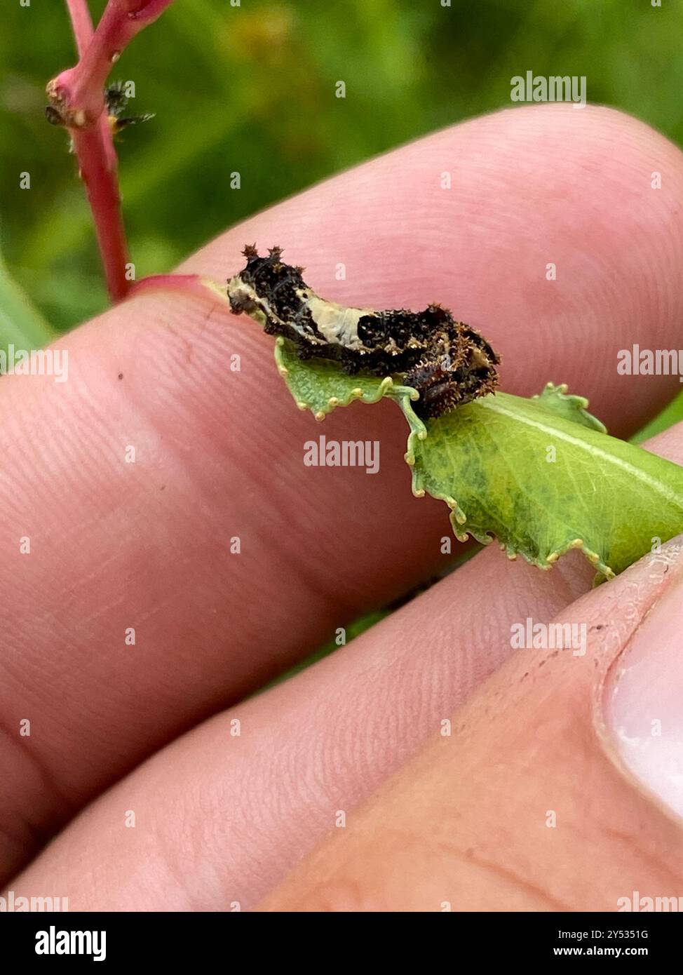 Viceroy (Limenitis archippus) Insecta Stock Photo - Alamy