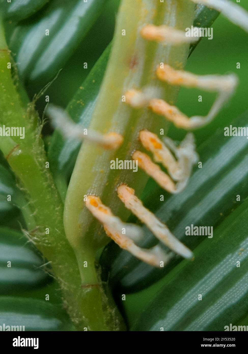 rust fungi (Pucciniales) Fungi Stock Photo - Alamy