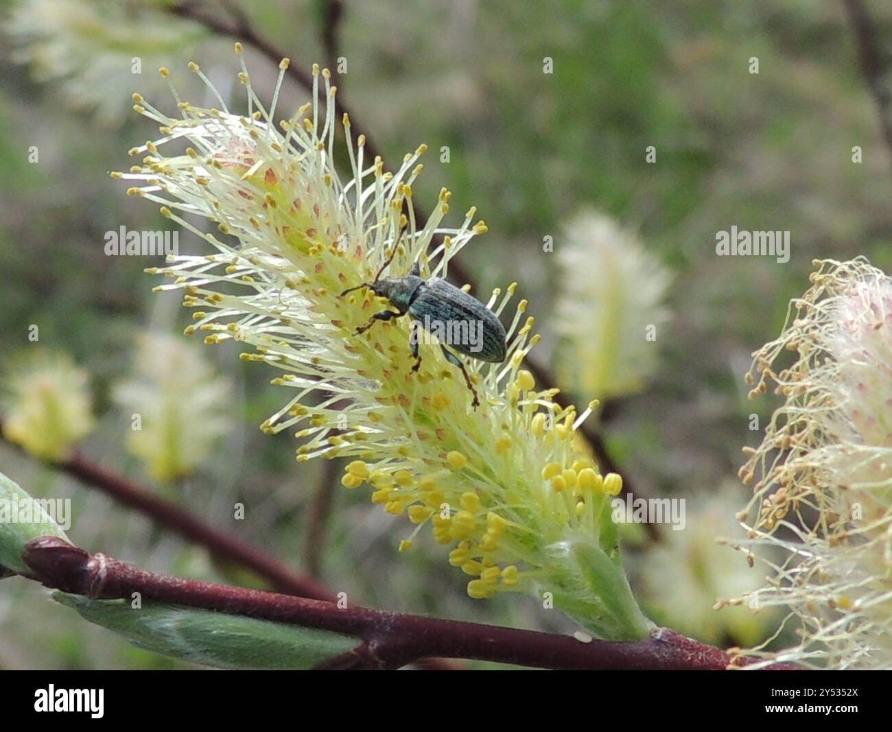 Common Leaf Weevil (Phyllobius pyri) Insecta Stock Photo - Alamy
