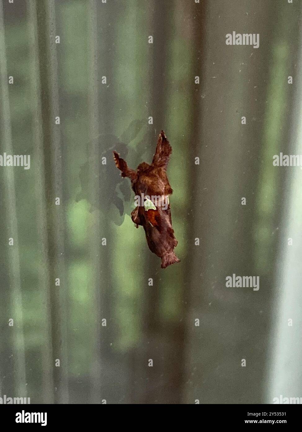 Spiny Oak-slug Moth (Euclea delphinii) Insecta Stock Photo - Alamy