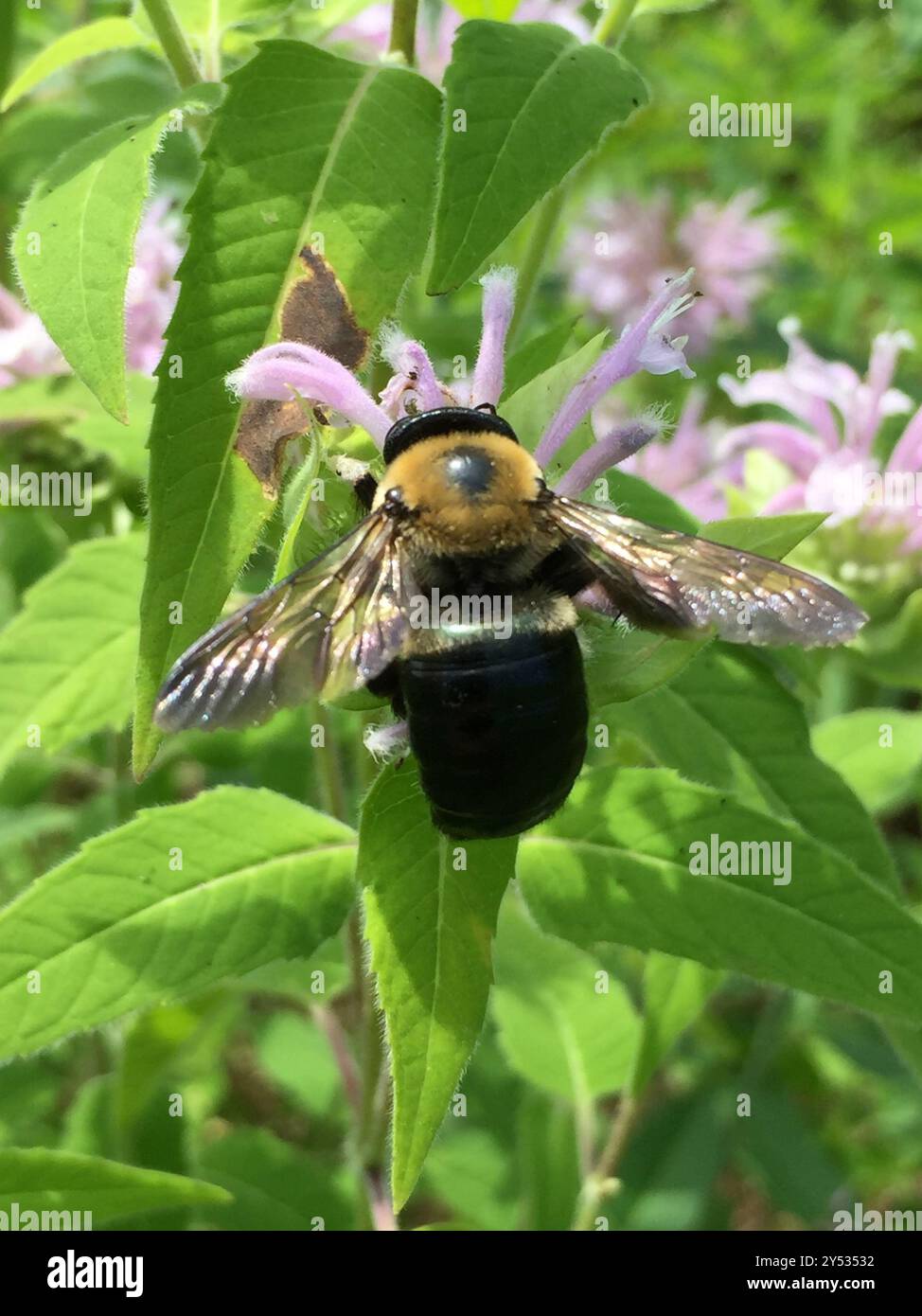 Eastern Carpenter Bee (Xylocopa virginica) Insecta Stock Photo - Alamy