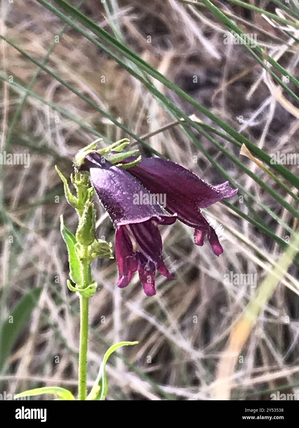 Whipple's penstemon (Penstemon whippleanus) Plantae Stock Photo - Alamy