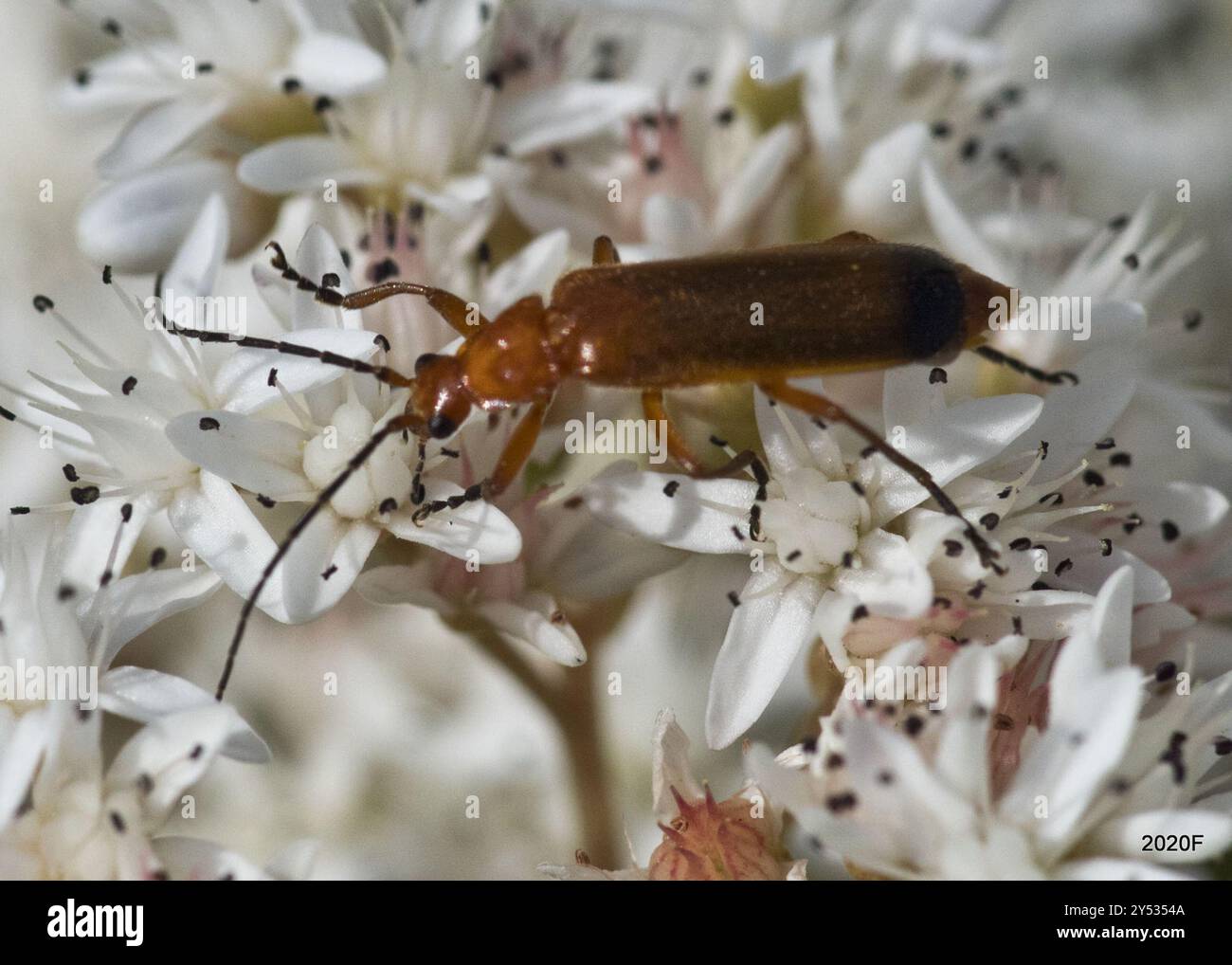Water, Rove, Scarab, Long-horned, Leaf, and Snout Beetles (Polyphaga ...