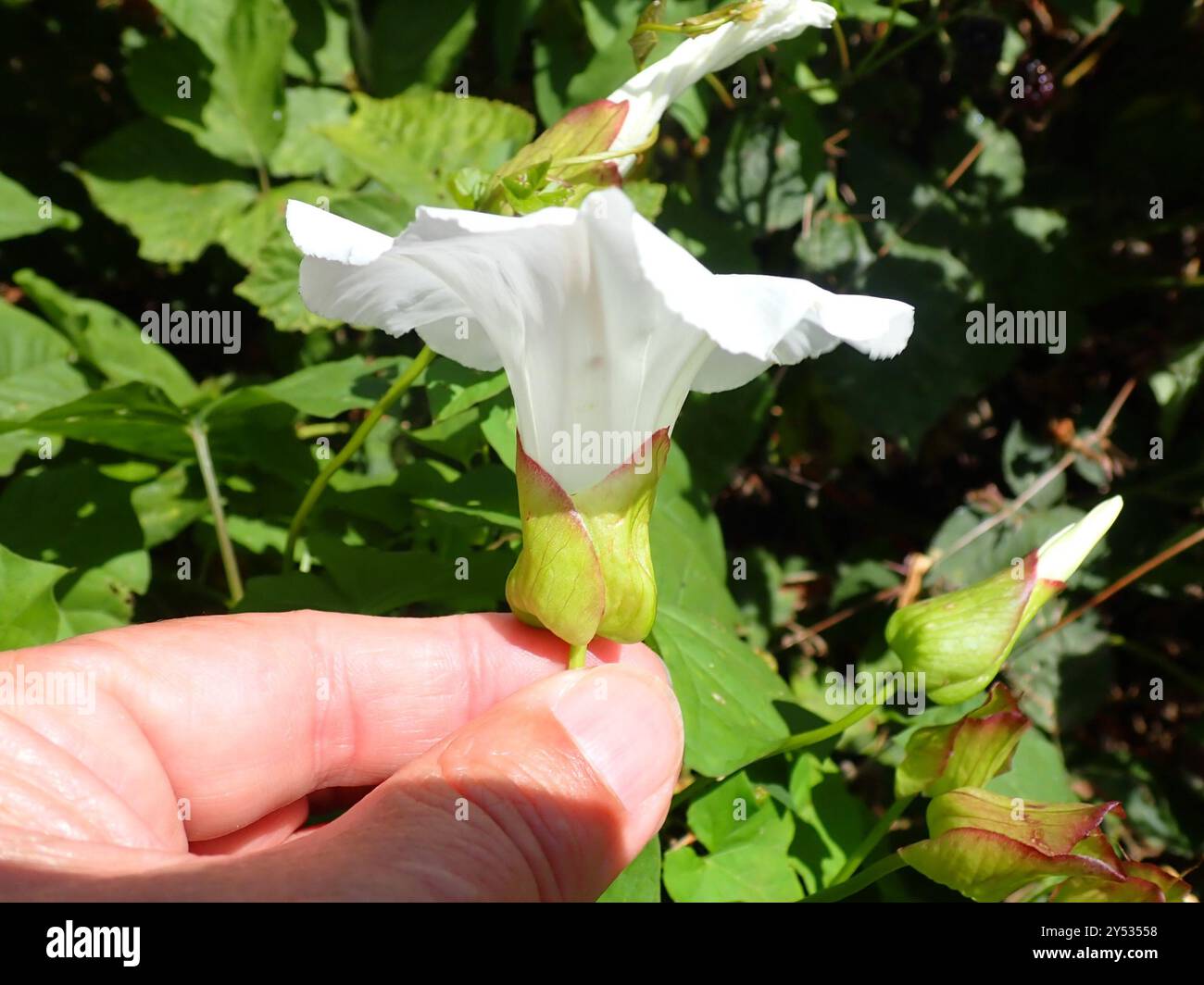 large bindweed (Calystegia silvatica) Plantae Stock Photo - Alamy