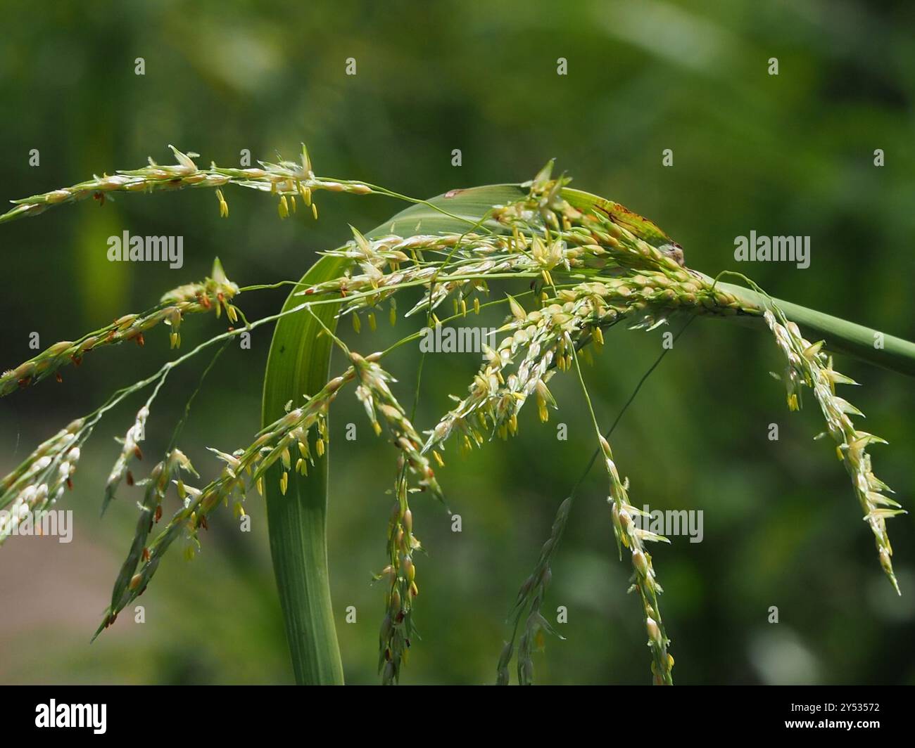 Wild Sorghum (Sorghum bicolor verticilliflorum) Plantae Stock Photo - Alamy