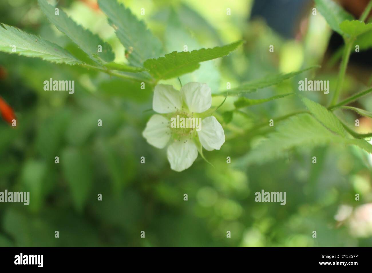 roseleaf bramble (Rubus rosifolius) Plantae Stock Photo - Alamy