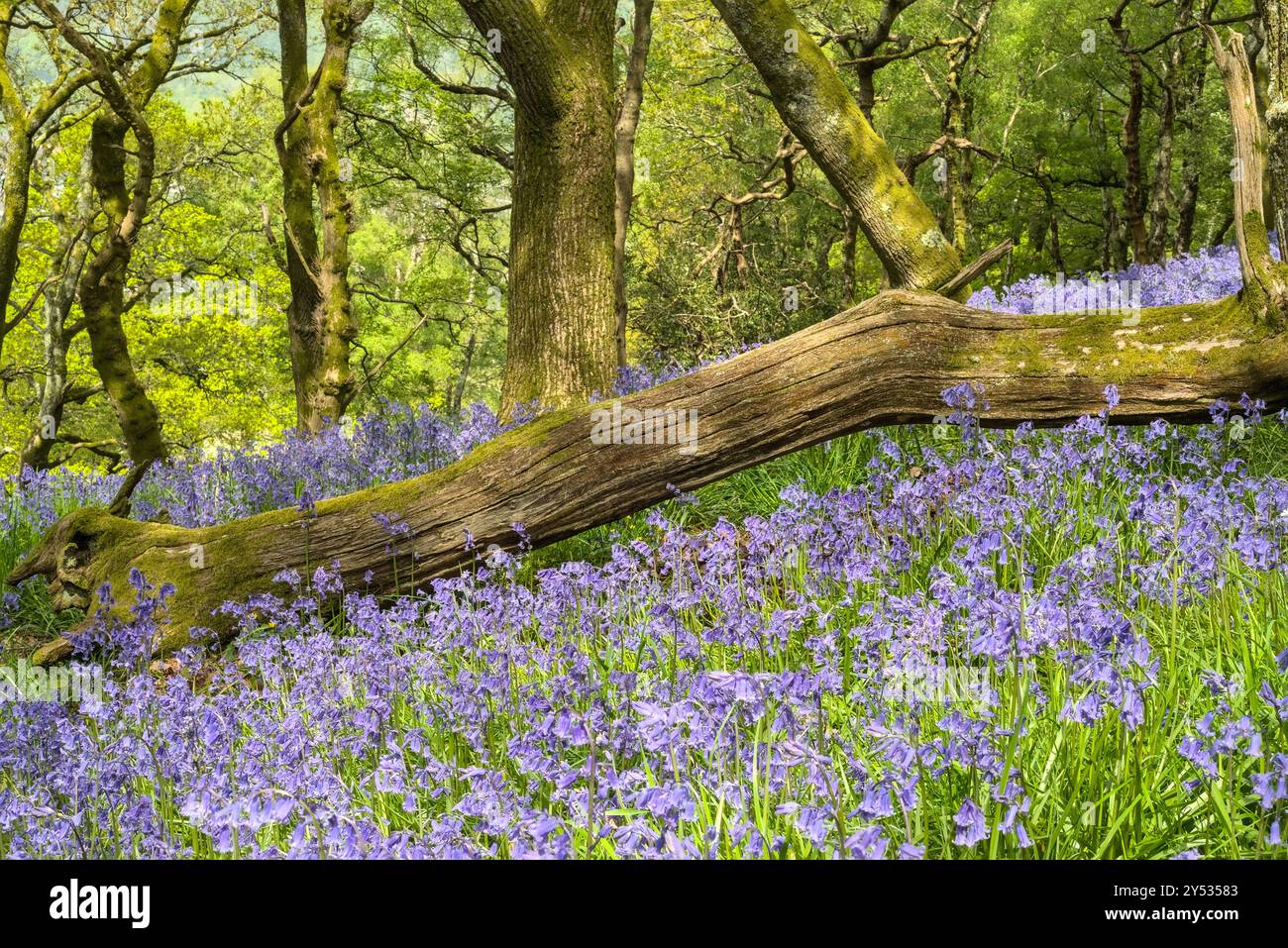 Springtime Hyacinthinoides non-scripta or British Bluebell woodland ...