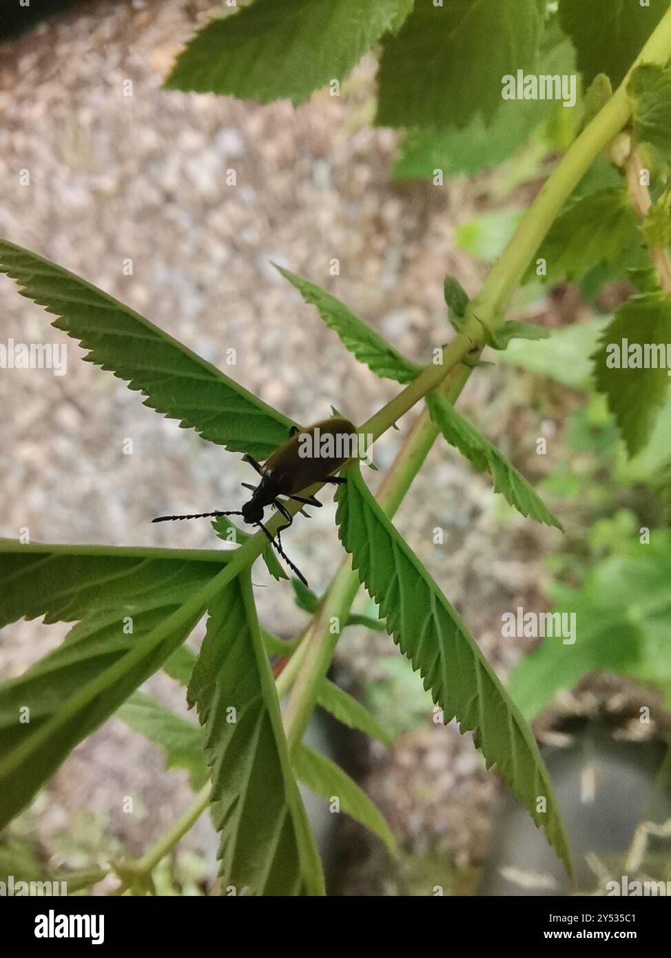 Rough-haired Lagria Beetle (Lagria hirta) Insecta Stock Photo - Alamy