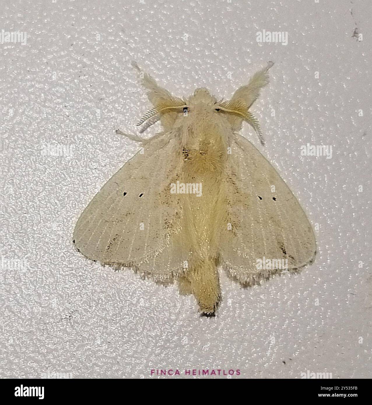 (Nesara mita) Insecta Stock Photo - Alamy