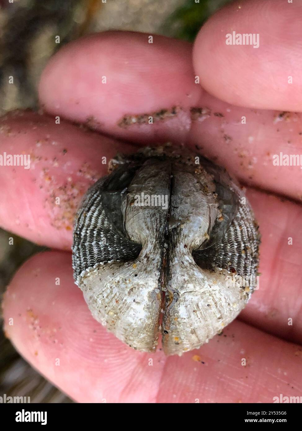 Piddocks and Angelwings (Pholadidae) Mollusca Stock Photo - Alamy