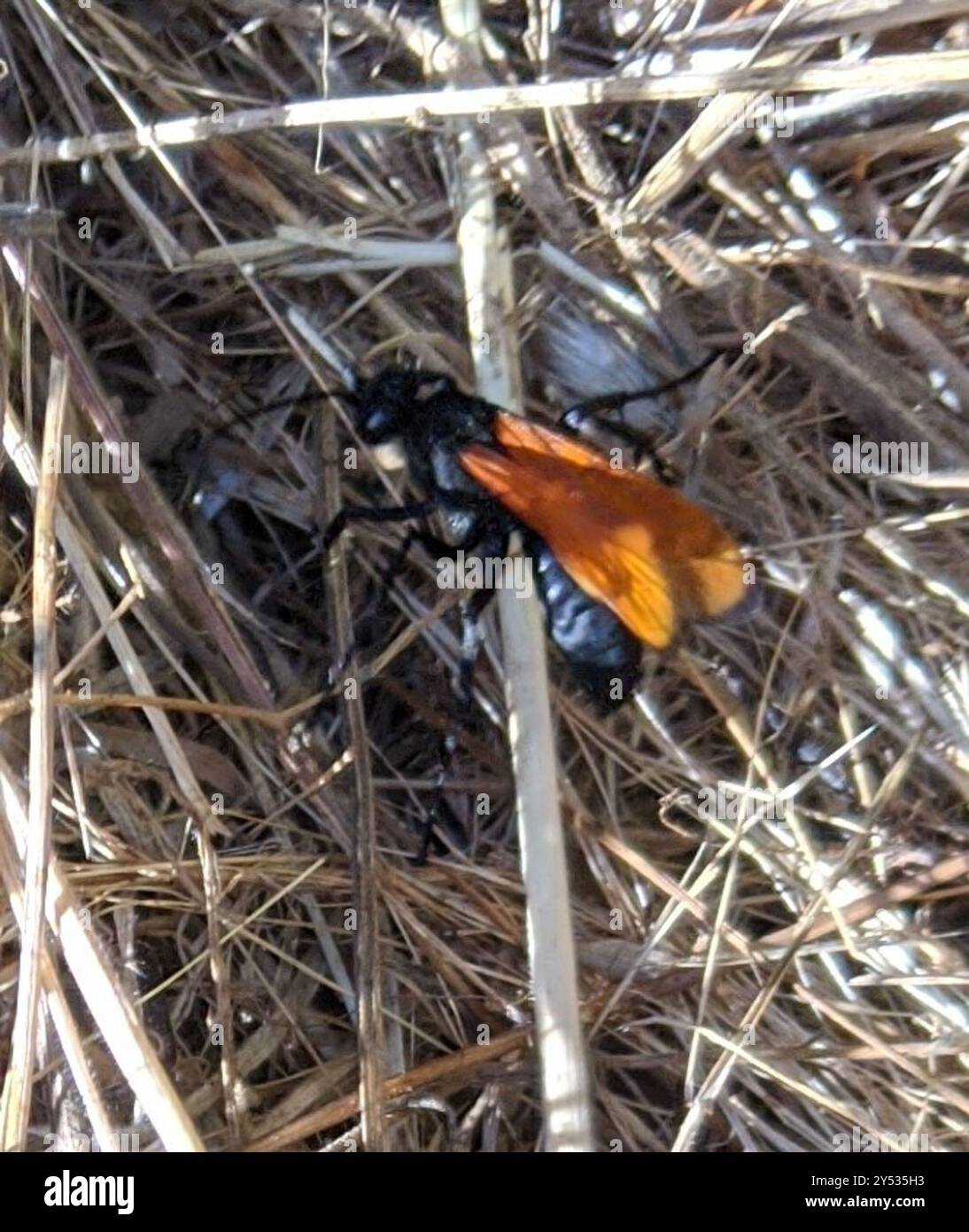 Thisbe's Tarantula-hawk Wasp (Pepsis thisbe) Insecta Stock Photo - Alamy