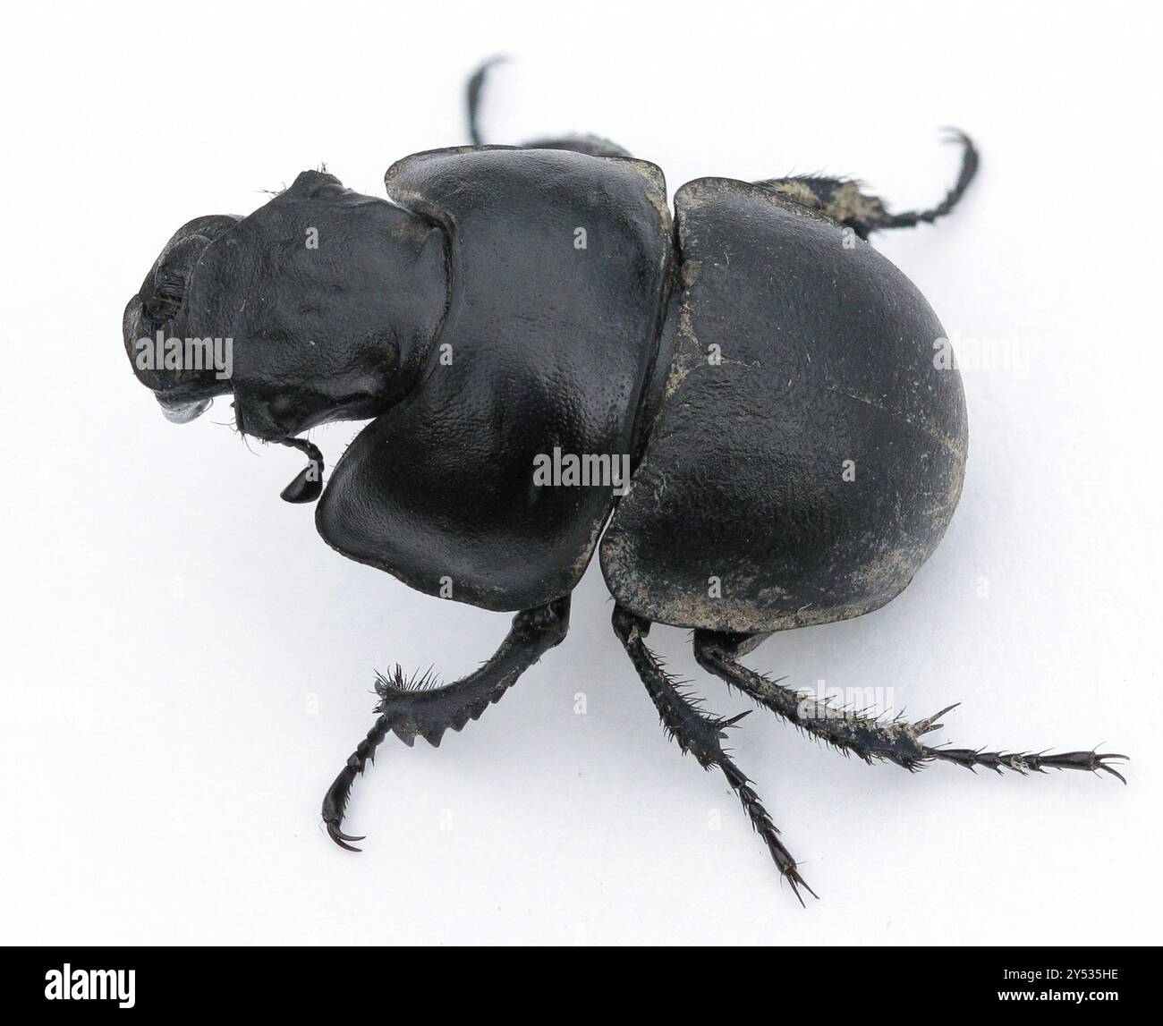 (Lethrus apterus) Insecta Stock Photo - Alamy