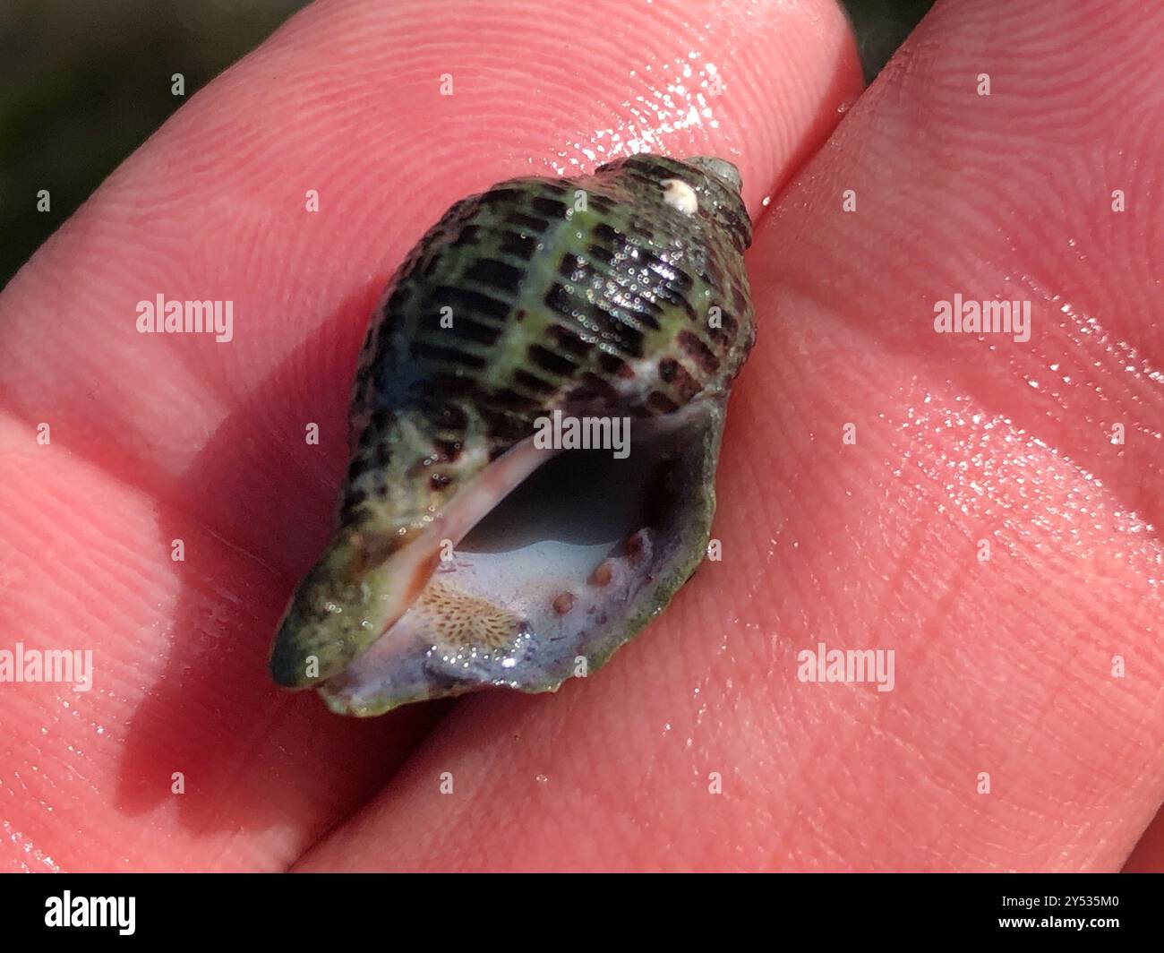 Angular Unicorn (Acanthinucella spirata) Mollusca Stock Photo - Alamy