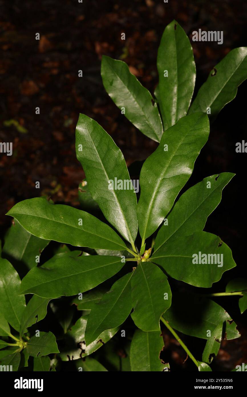 Common Rhododendron (Rhododendron ponticum) Plantae Stock Photo - Alamy