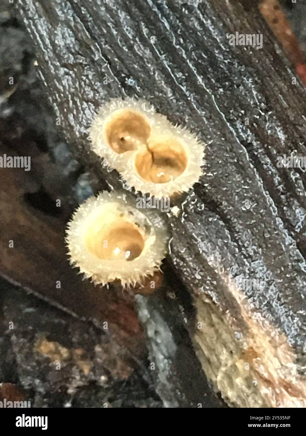 (Nidula emodensis) Fungi Stock Photo - Alamy