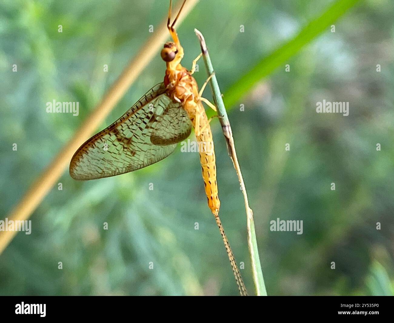 Four-lined Giant Mayfly (Ephemera glaucops) Insecta Stock Photo - Alamy