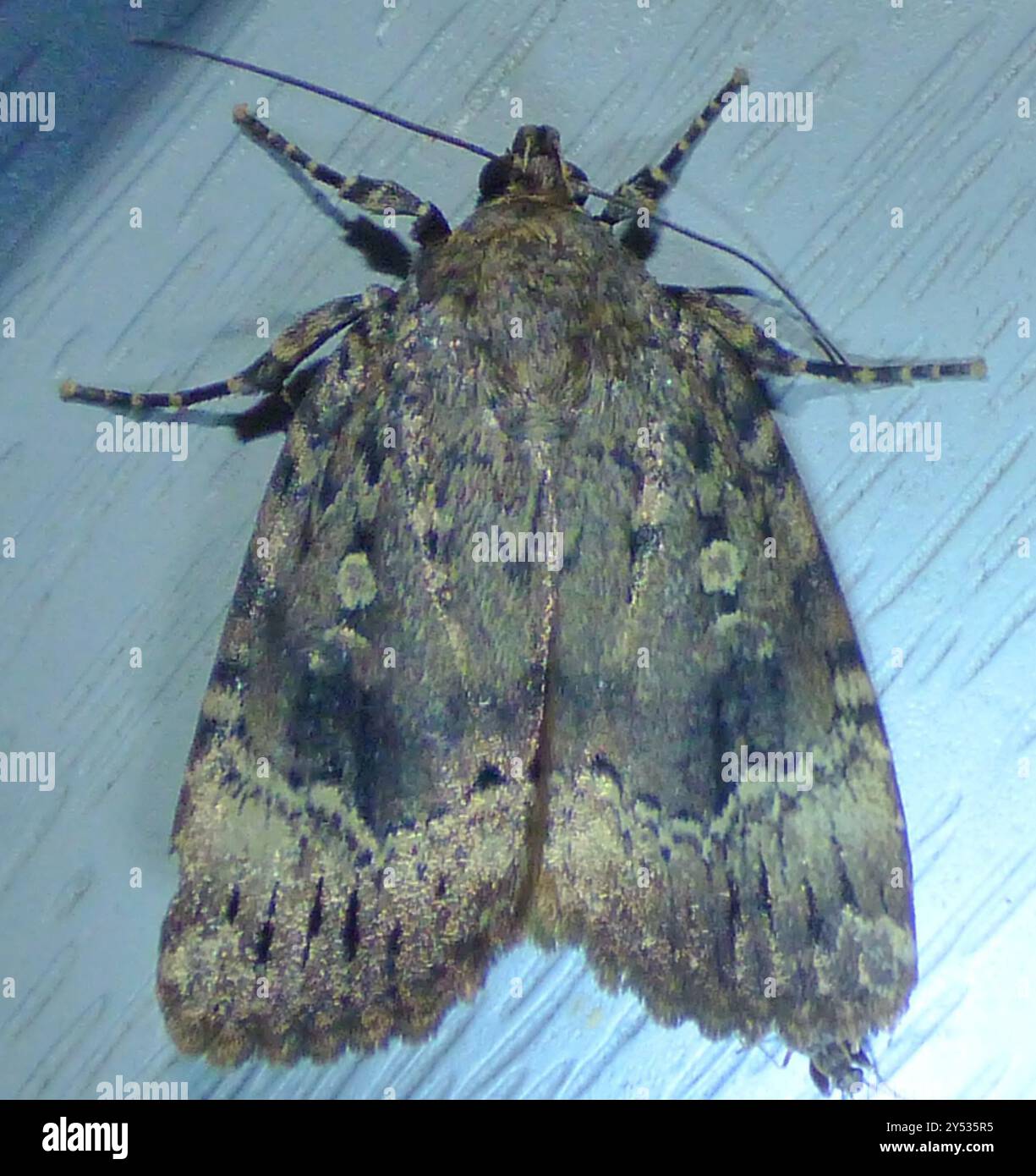 American Copper Underwing (Amphipyra pyramidoides) Insecta Stock Photo ...