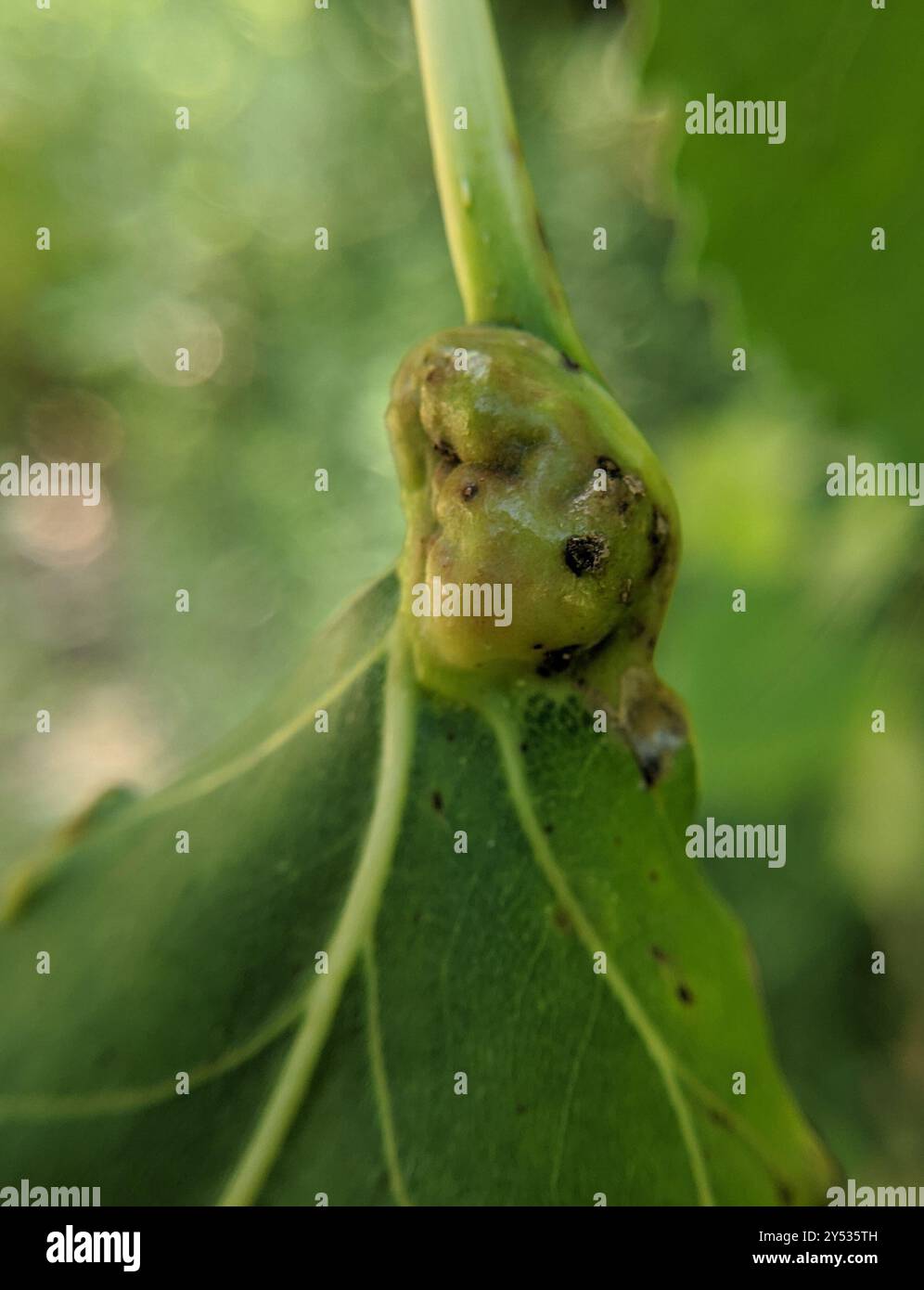 Poplar Leaf-base Gall (Pemphigus populicaulis) Insecta Stock Photo - Alamy