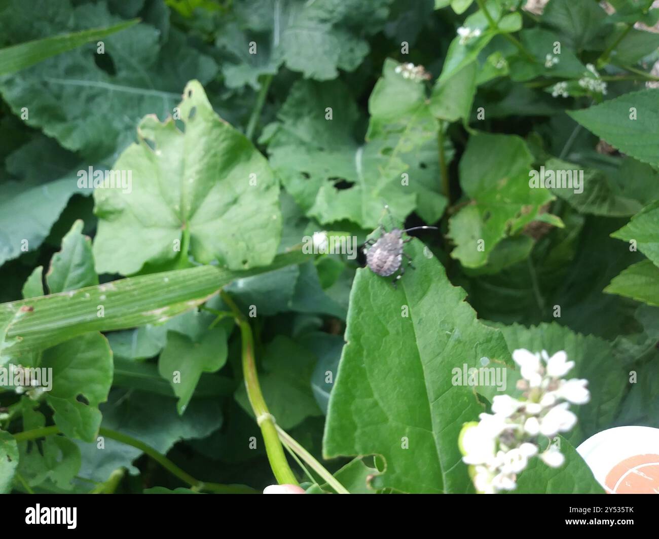 True Bugs, Hoppers, Aphids, and allies (Hemiptera) Insecta Stock Photo ...